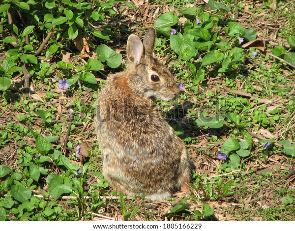 Young Rabbit Looking Over Shoulder Greenery Stock Photo 1805166229 ...