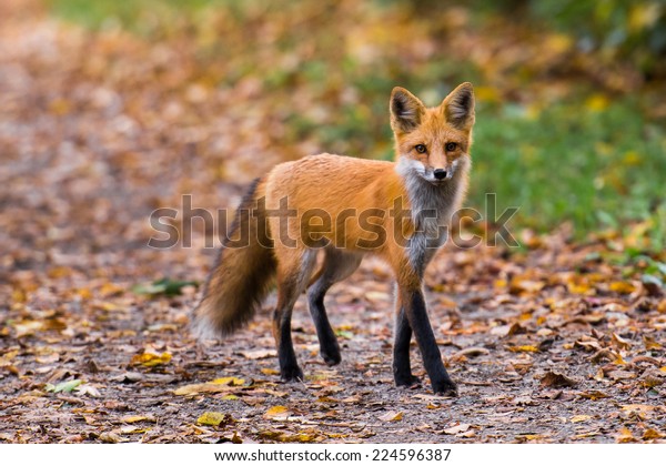 Young Red Fox Fall Stock Photo 224596387 | Shutterstock