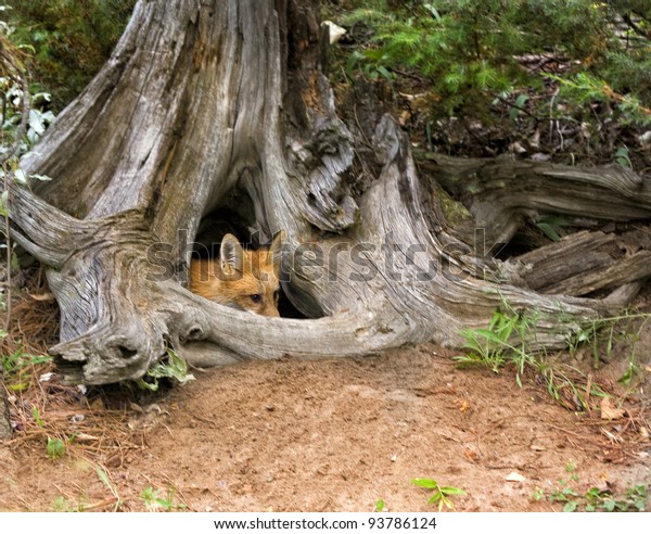 Young Red Fox Hiding Tree Stump Stock Photo (Edit Now) 93786124