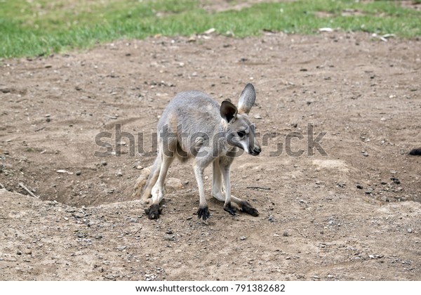 Young Red Kangaroo Walking Using His Stock Photo 791382682 | Shutterstock