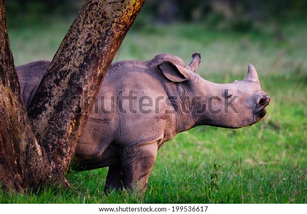 Young Rhino Behind Tree Stock Photo 199536617 | Shutterstock