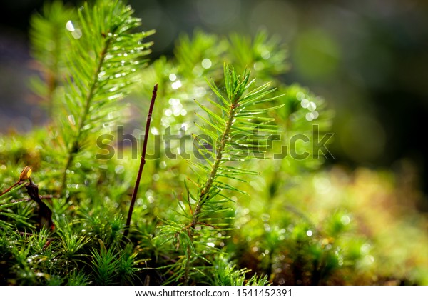 Young Sapling Spruce Grows Forest Ground Stock Photo 1541452391 ...