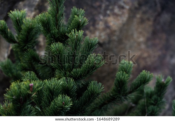 Young Sapling Spruce Grows Forest Ground Stock Photo 1648689289 ...