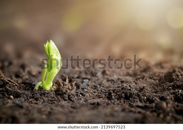 184 Sugar snap peas sprout 图片、库存照片和矢量图 | Shutterstock