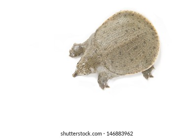 794 Snapping turtle eye Images, Stock Photos & Vectors | Shutterstock