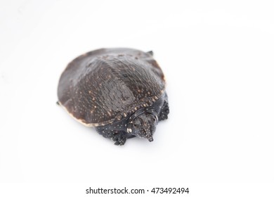 Young Snapping Turtle Stock Photo 473492494 | Shutterstock