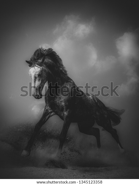 Young Stallion Dramatic Pose Dust Stock Photo 1345123358 | Shutterstock