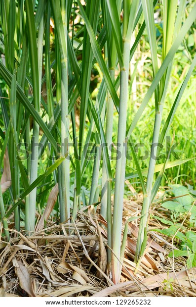 Young Sugar Cane Stem Stock Photo (Edit Now) 129265232