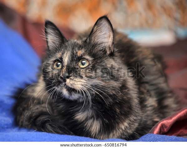 Young Tortoiseshell Cat Stock Photo 650816794 | Shutterstock
