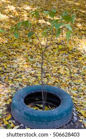 Young Tree Growing Inside Old Car Stock Photo 506628403 | Shutterstock