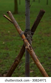 Young Tree Support Stock Photo 30824971 | Shutterstock