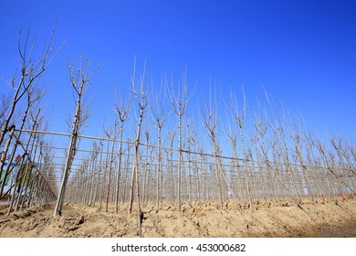 Young Trees Stock Photo 453000682 | Shutterstock