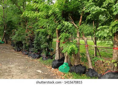 Young Trees Wrap Root Plastic Pots Foto stock 1415670827 | Shutterstock