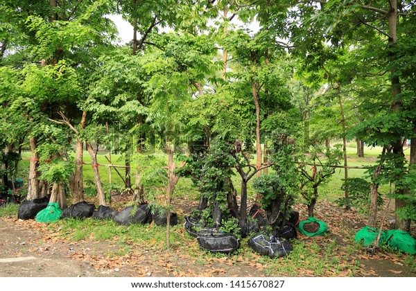 Young Trees Wrap Root Plastic Pots Foto stock 1415670827 | Shutterstock