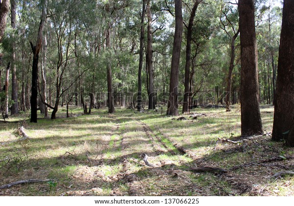 Young Tuart Trees Eucalyptus Gomphocephala Growing Stock Photo ...