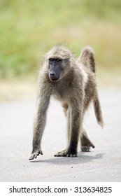 13,828 Walking monkey Images, Stock Photos & Vectors | Shutterstock