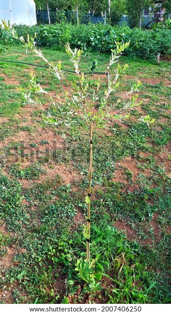 Young Willow Tree Growing On Farm Stock Photo 2007406250 | Shutterstock