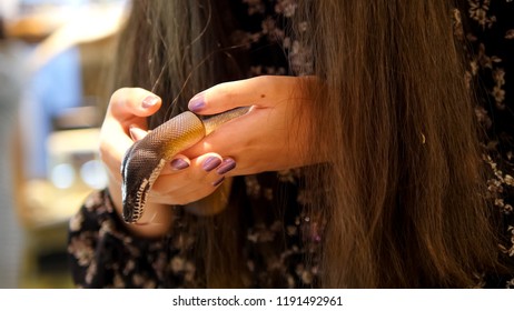 202 White lipped python Images, Stock Photos & Vectors | Shutterstock