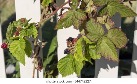 19 Youngberry Stock Photos, Images & Photography | Shutterstock