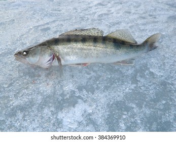 Young Kaluga Fish Amur River Endemic Stock Photo 1834536154 | Shutterstock