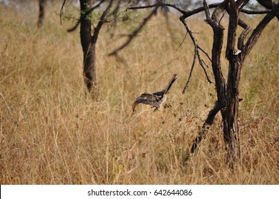 132 imágenes de Zazu bird - Imágenes, fotos y vectores de stock ...