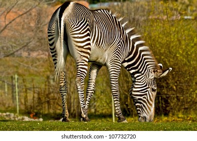 Zebra Stock Photo 107732720 | Shutterstock
