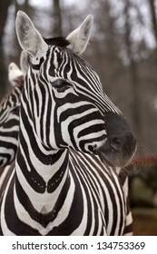 Wide Load Pregnant Zebra Cuts Wide Stock Photo 1400513843 | Shutterstock