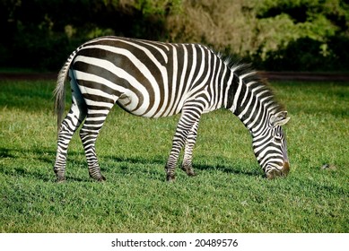 Zebra Stock Photo 20489576 | Shutterstock