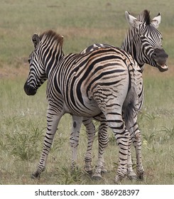 Valencia Spain February 26 Zebra Bioparc Stock Photo 1333845977 ...