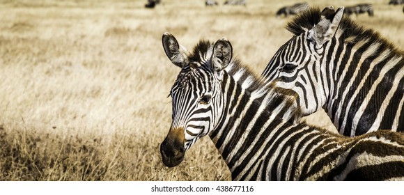 Zebra Standing Grass Looking Over Shoulder Stock Photo 61278025 ...