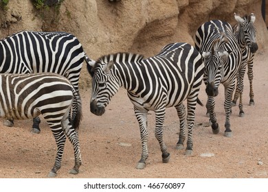 Chapmans Zebra Equus Quagga Chapmani Stock Photo (Edit Now) 705098329
