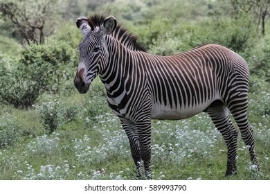 Wandering Zebra Great Bold Markings On Stock Photo (Edit Now) 612813155