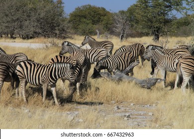 Zebra Stock Photo 667432963 | Shutterstock
