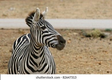 African Zebra Neighing Like Laughing Action Stock Photo 210902350 ...