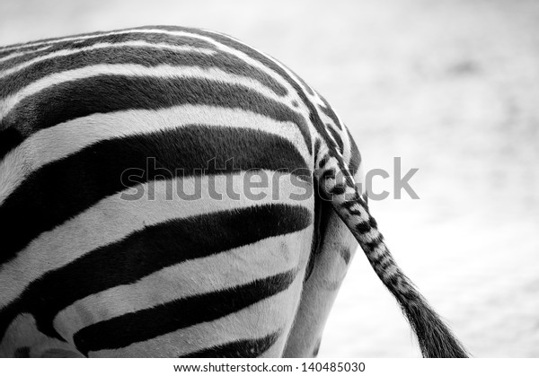 Zebra Back Stock Photo (Edit Now) 140485030