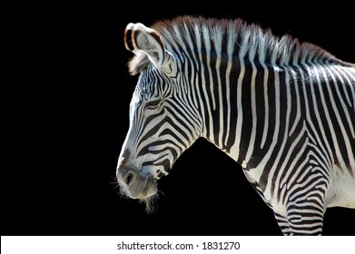 130,001 Zebra black background Images, Stock Photos & Vectors ...
