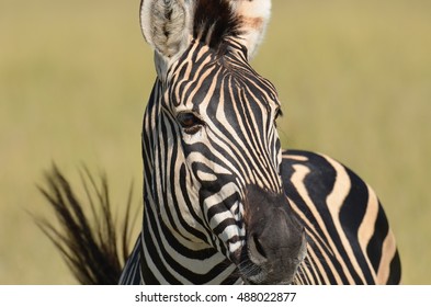Zebra Face Stock Photo 488022877 | Shutterstock