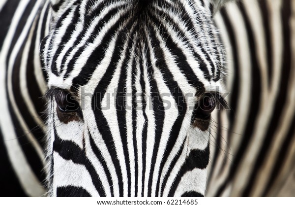 Zebra Face Face Stock Photo (Edit Now) 62214685