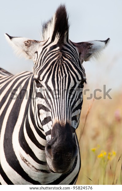 Zebra Facing Camera Main Upright Ears Stock Photo 95824576 | Shutterstock