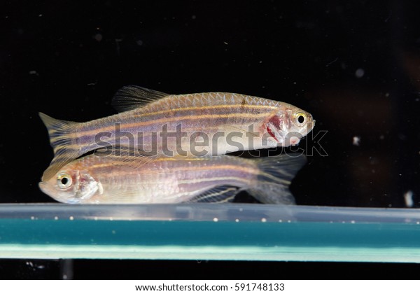 Zebra Fish Stock Photo 591748133 | Shutterstock