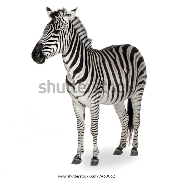 Zebra Front White Background Stock Photo (Edit Now) 7463062