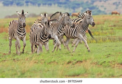 27,458 Group of zebras Images, Stock Photos & Vectors | Shutterstock