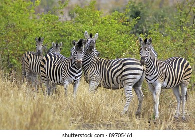 27,256 Zebras group Images, Stock Photos & Vectors | Shutterstock