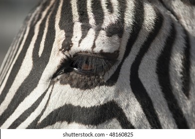 Long Black Eyelashes On Zebra Eye Stock Photo 1509316817 | Shutterstock