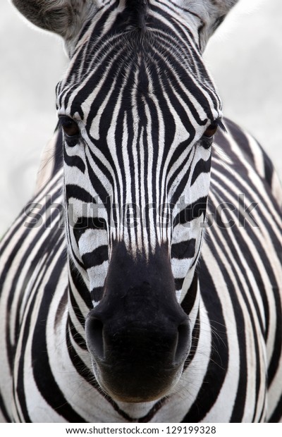 Zebra Head Stockfoto 129199328 | Shutterstock