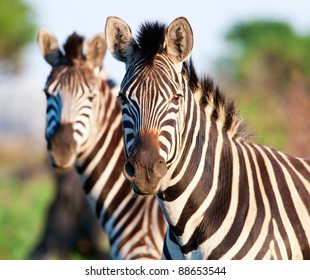 Zebra Head Shoulder Focus Second Zebra Stock Photo 88653544 | Shutterstock