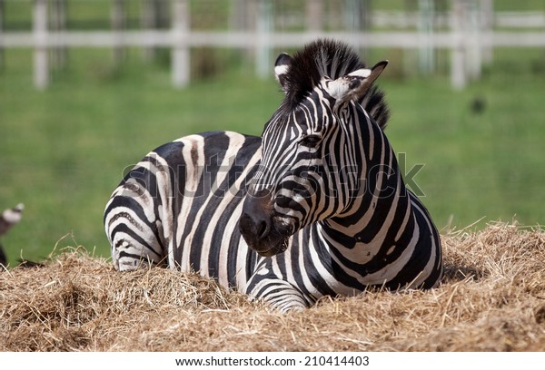 Zebra Laying Down Sun Stock Photo (Edit Now) 210414403