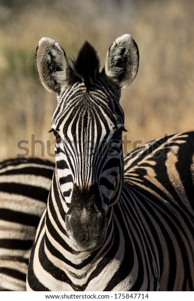 Zebra Portrait Looking Into Camera Stock Photo (Edit Now) 175847714