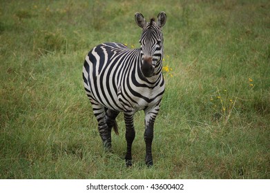 Zebra Pose Stock Photo 43600402 | Shutterstock