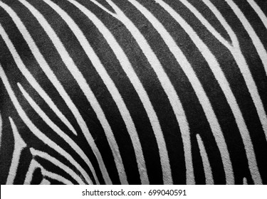 55,276 Zebra line art Images, Stock Photos & Vectors | Shutterstock